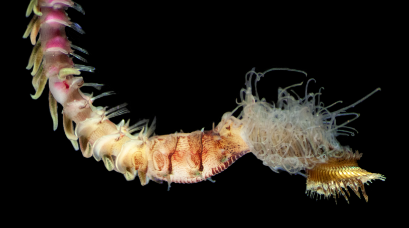 An Ocean of Worms | Natural History Museum